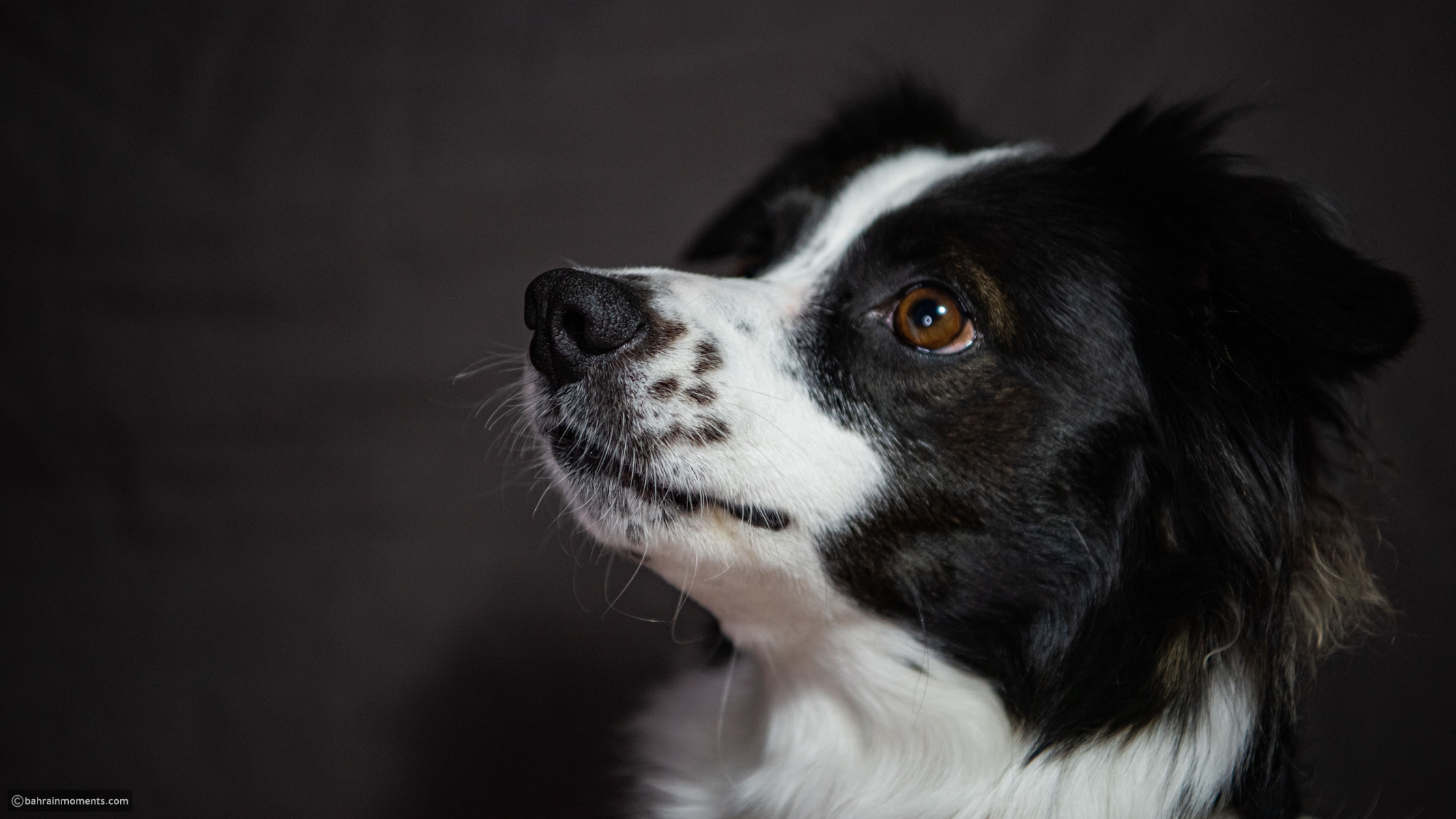 7 dog breeds that experts choose as the most beautiful in the world