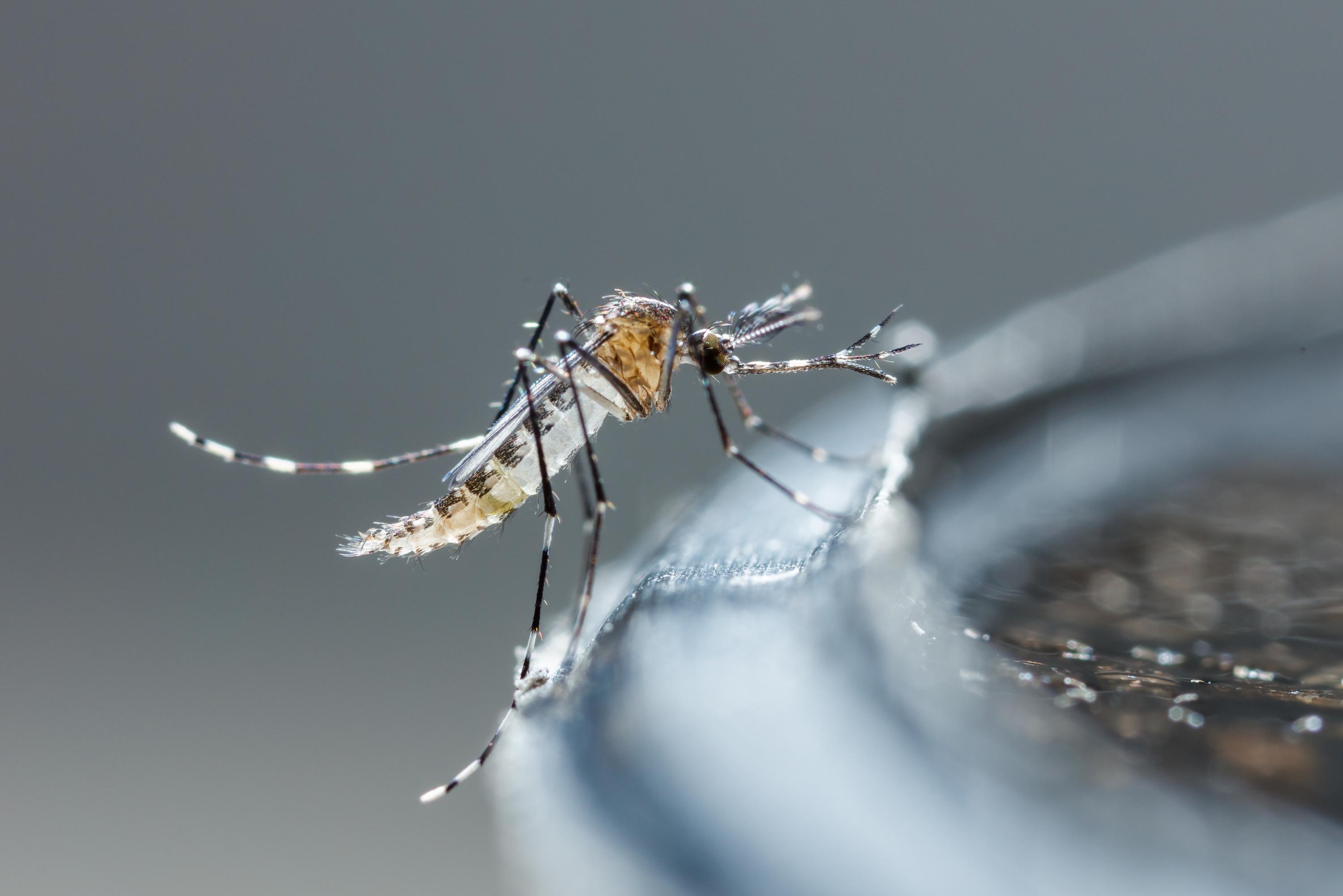 Dengue, Zika, Chikungunya : la saison a commencé en métropole