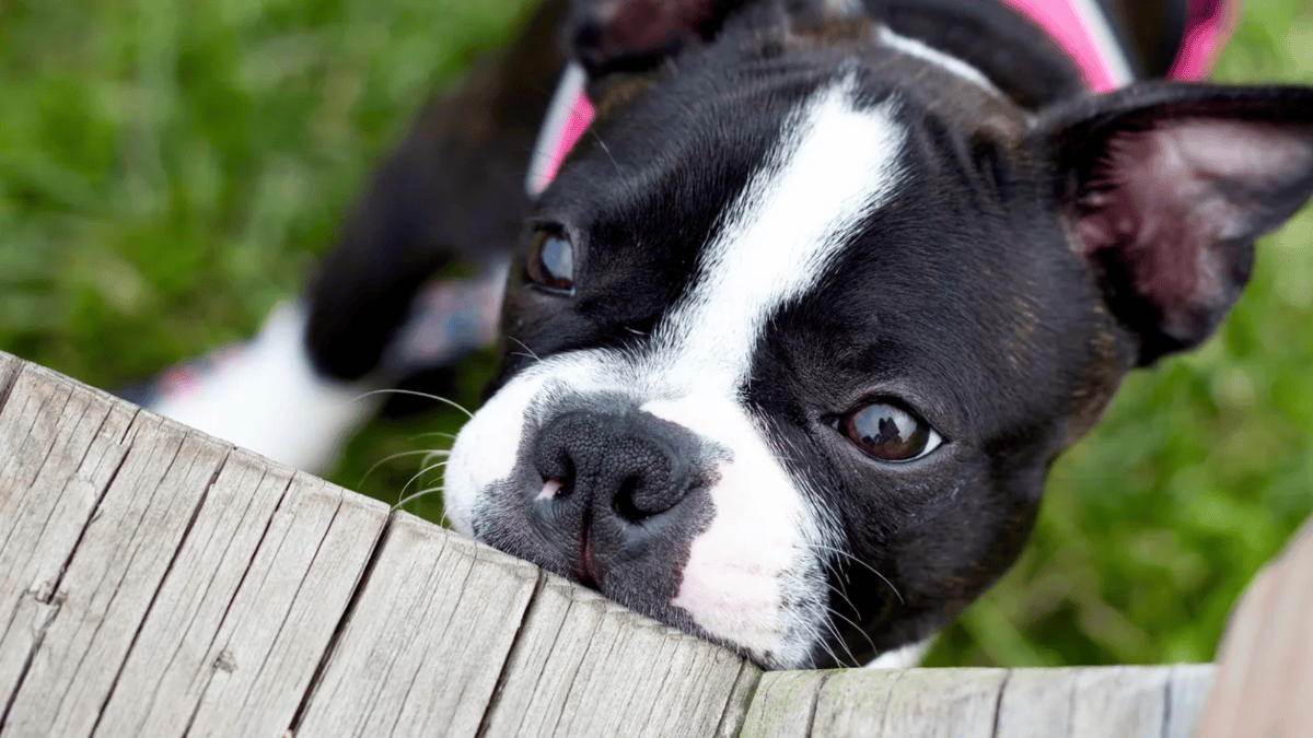 15 small dog breeds that are incredibly affectionate and emotional