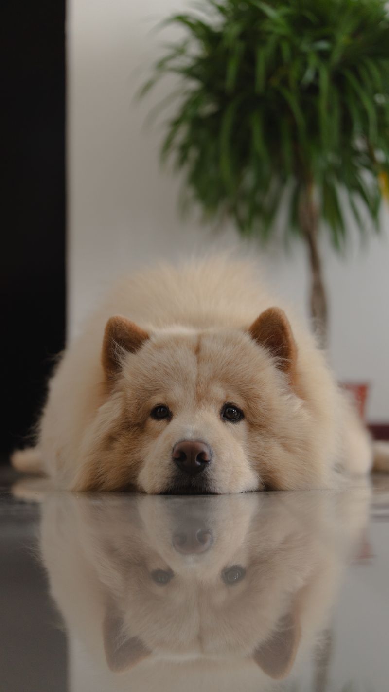 12 dog breeds owners should think carefully about before adding other pets