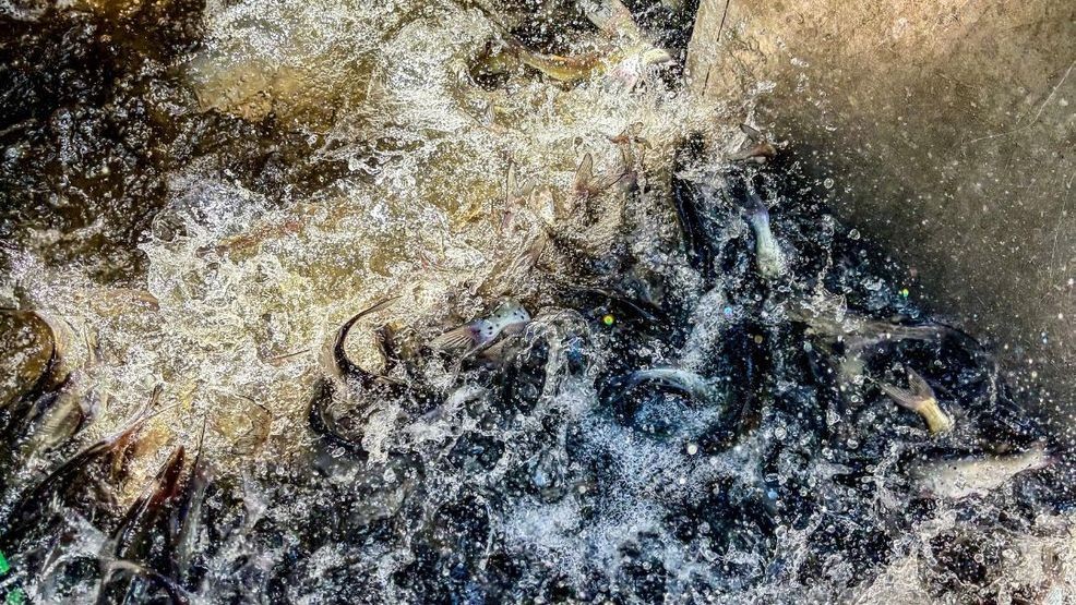 Lake Julian stocked with more than 1K catfish ahead of Memorial Day weekend