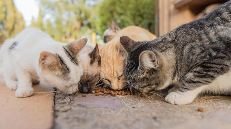 Woman finds feral kittens that look just like cartoon alleycats