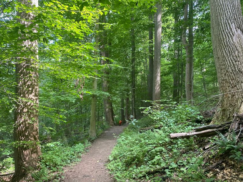 This Maryland hike leads to a waterfall and suspension bridge that feel ...