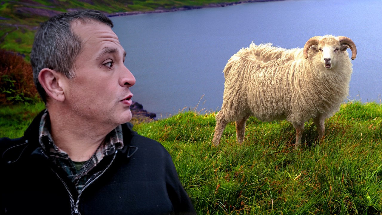 Learn why fluffy sheep have completely taken over scenic Ieland