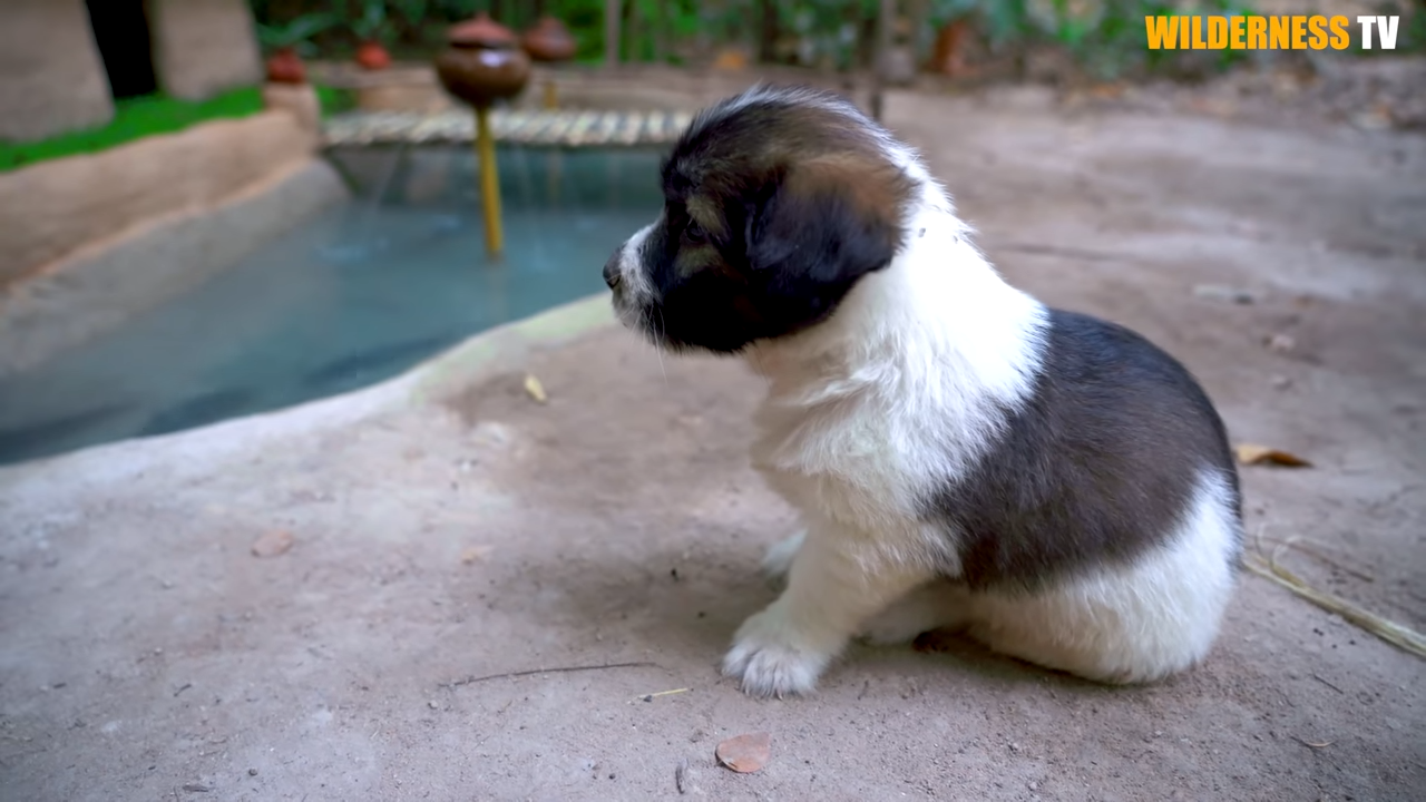 Watch this rescued dog go from alone to safe in its new home