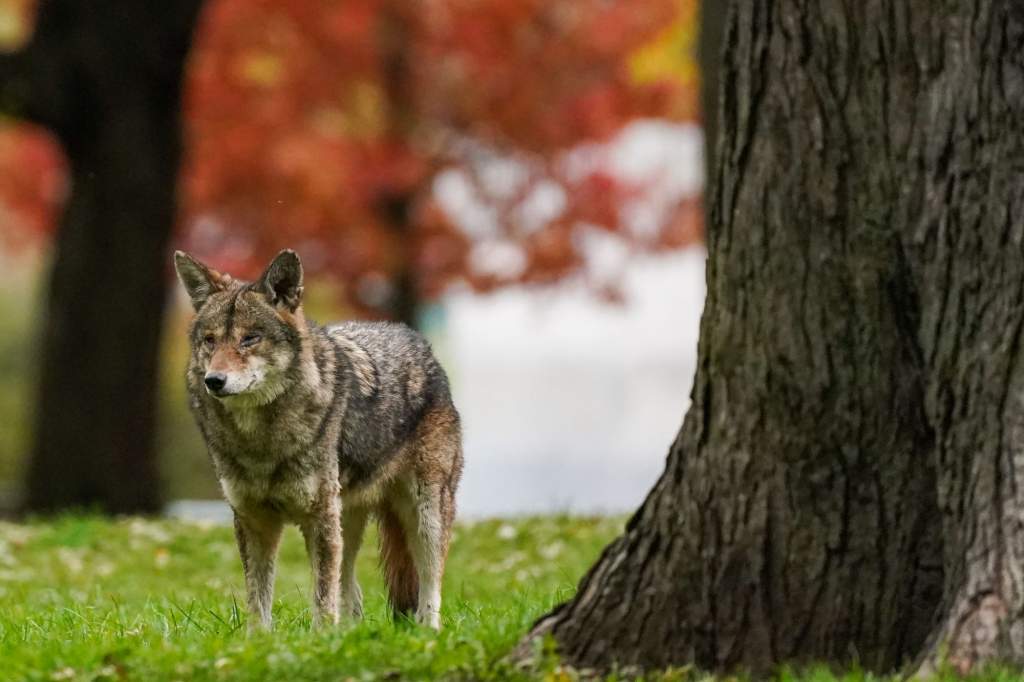 Coyote bites child in head during attack near Toronto, retreats to woods
