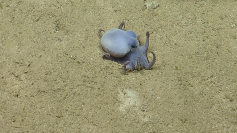The size of a golf ball: Tiny blue octopus discovered nearly 6,000 feet ...