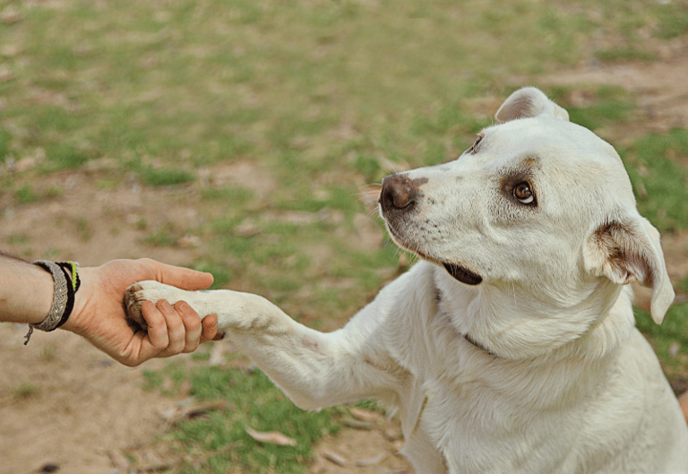 What it means when your dog puts their paw on you, according to experts