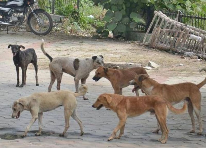 Stray dogs case: Supreme Court refuses to entertain NGO’s plea over ...