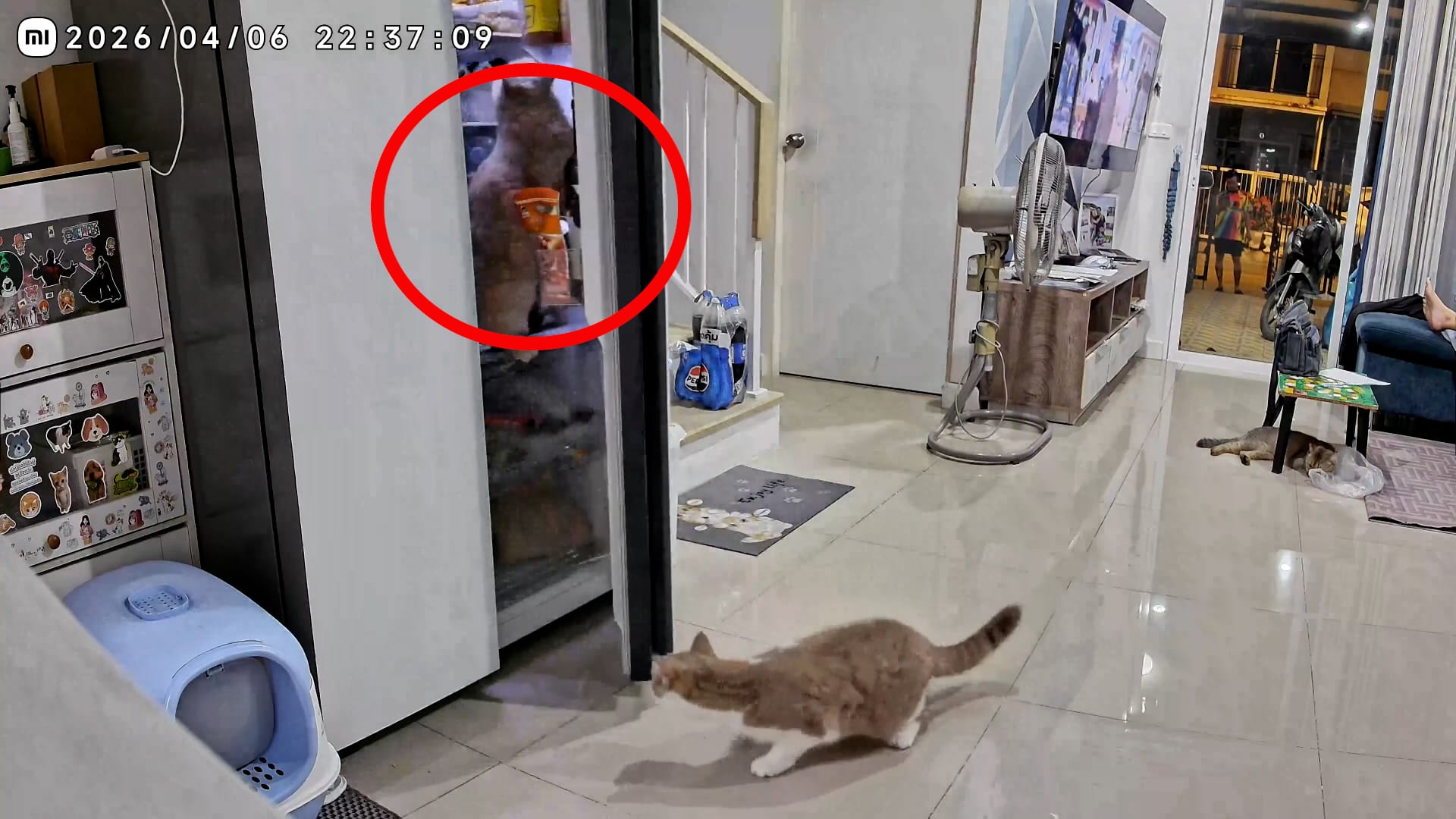 Clever pet cat rescues feline friend trapped in fridge