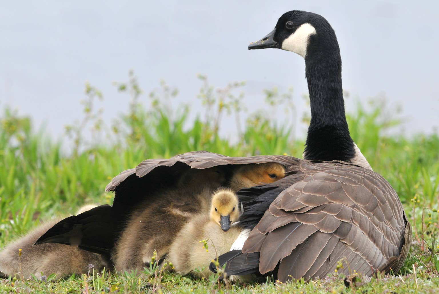 Adorable gosling snuggles under its mother's feathers for warmth