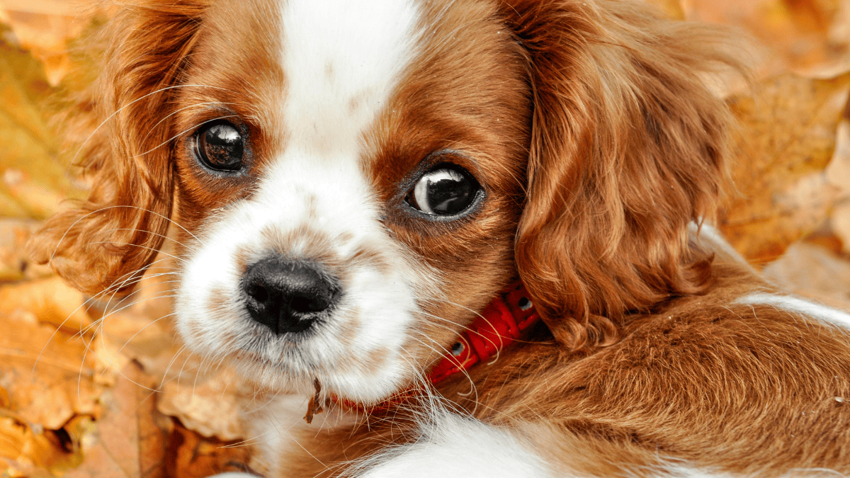 15 small dog breeds that are incredibly affectionate and emotional
