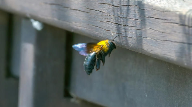 Say goodbye to carpenter bees with a natural ingredient they hate