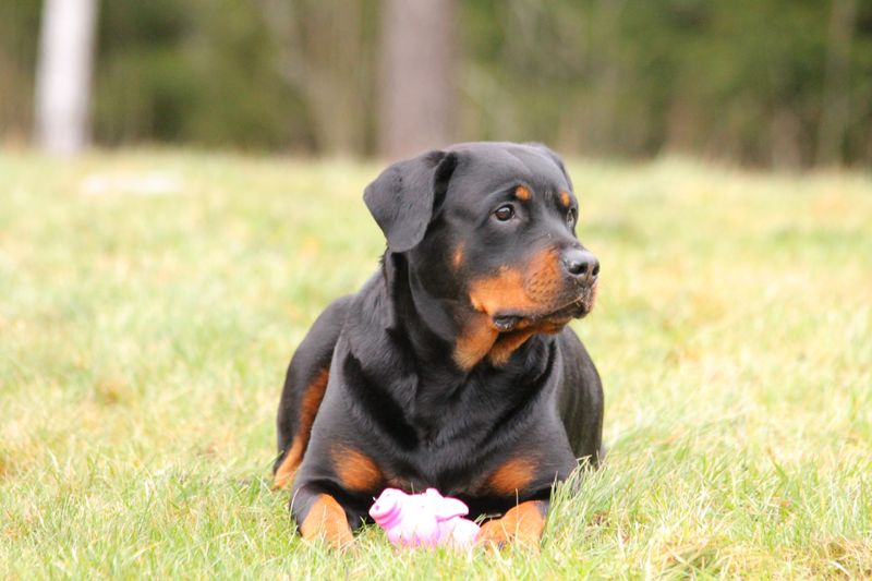 11 dog breeds people fear the most – plus 3 lovable dogs unfairly ...