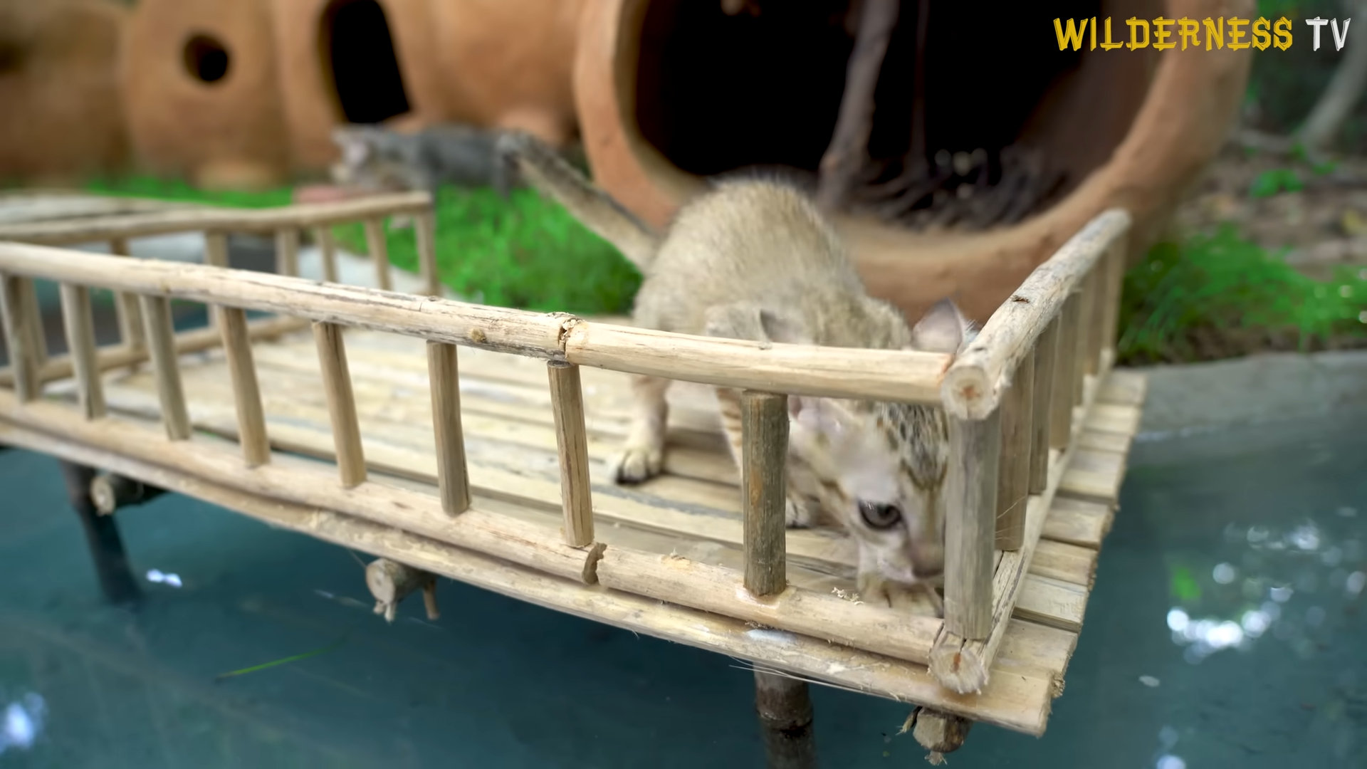 The poor rescue cats looked so hungry and scared – then everything changed