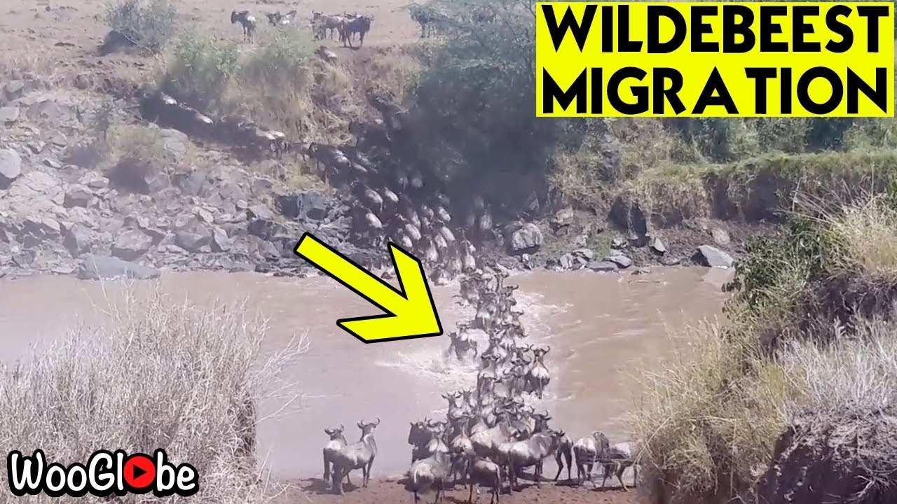 Captivating scene from the great wildebeest migration (2018)