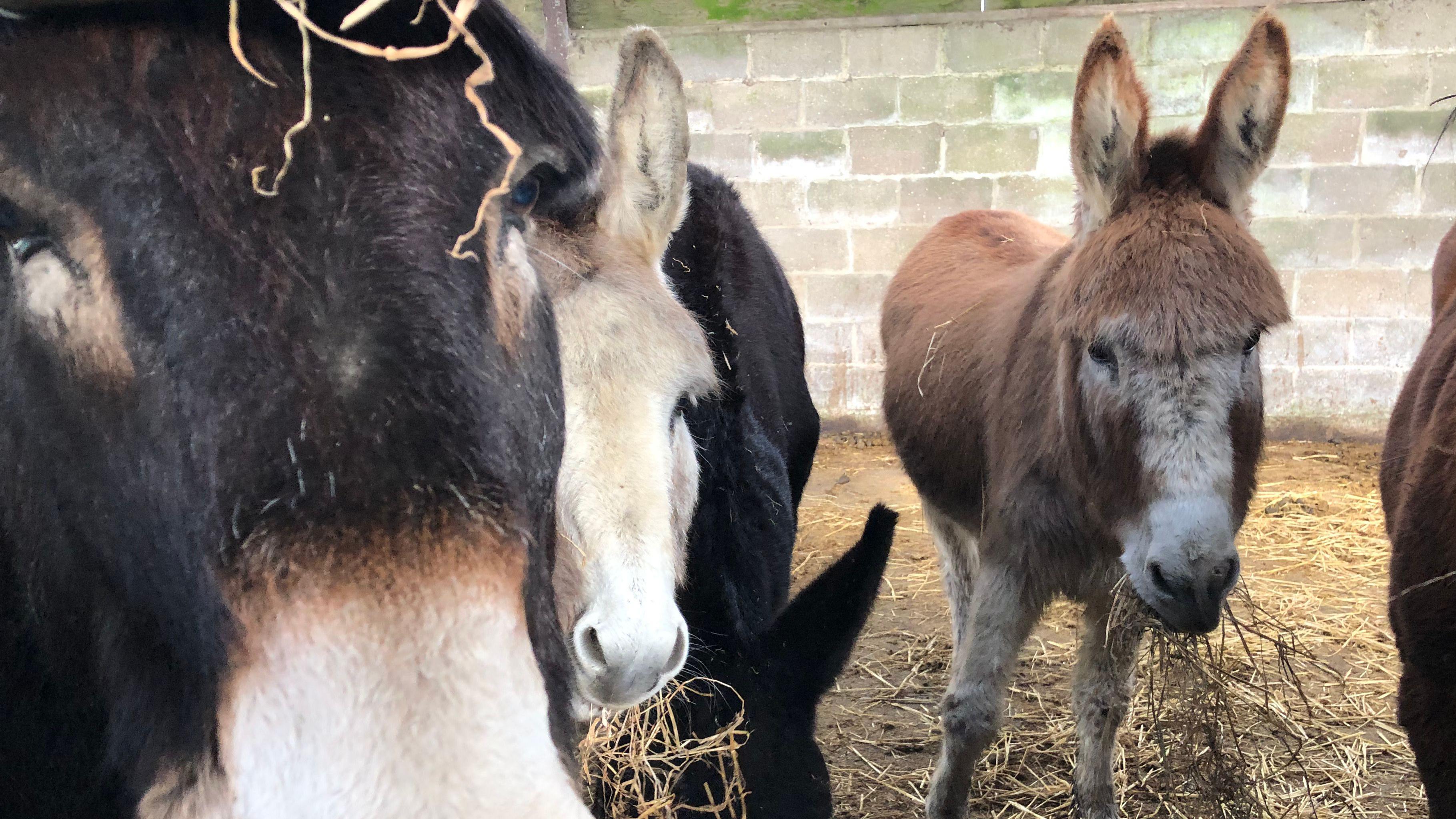 Donkey derby cancels racing due to hot weather