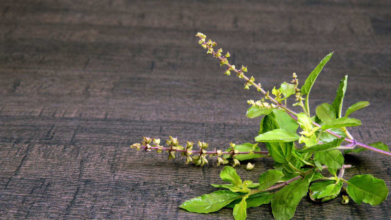 Tulsi care routine that makes your plant fuller and greener: 5 easy ...