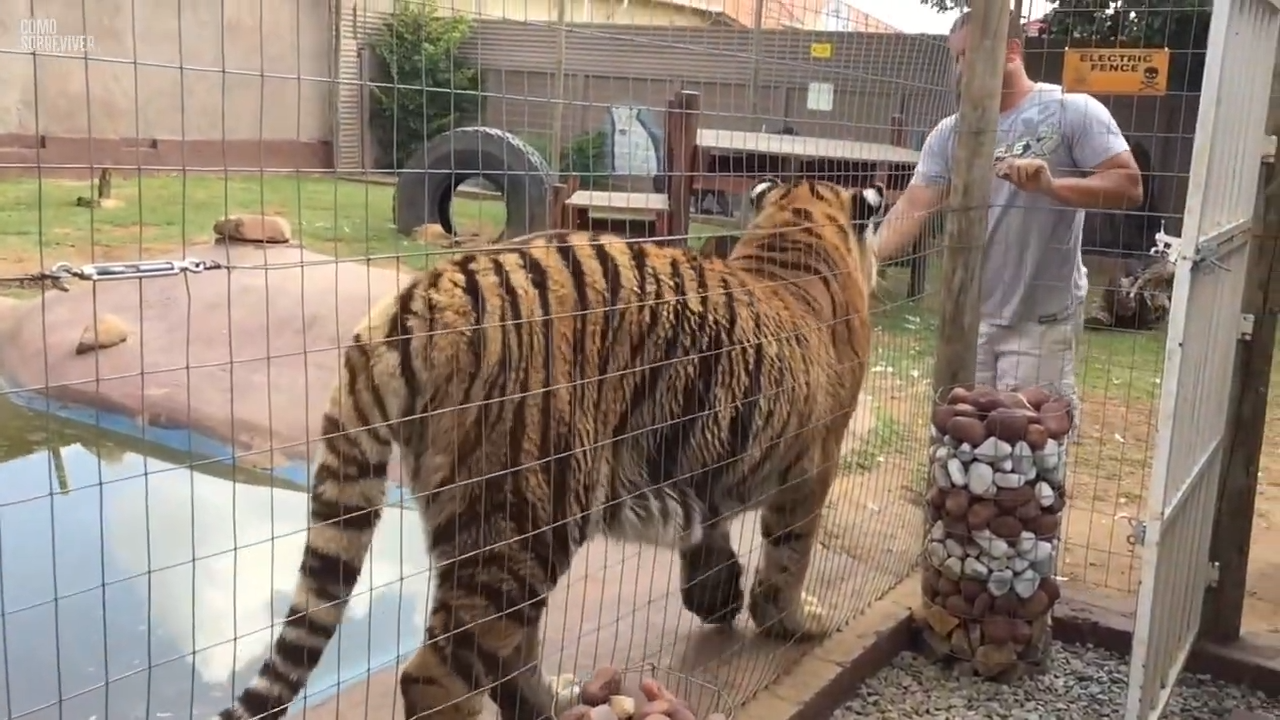 O tigre o arrastou pelo pescoço - e o show virou horror