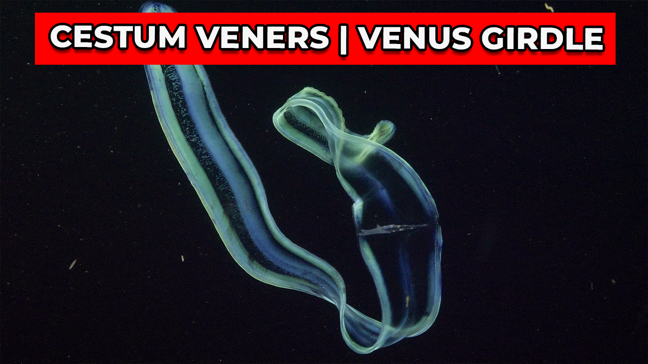 'Cestum veneris | A close look at a one-of-a-kind comb jelly'