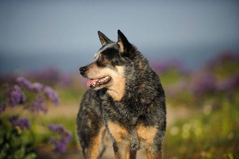 Healthy dog breeds with fewer health issues and lower vet bills