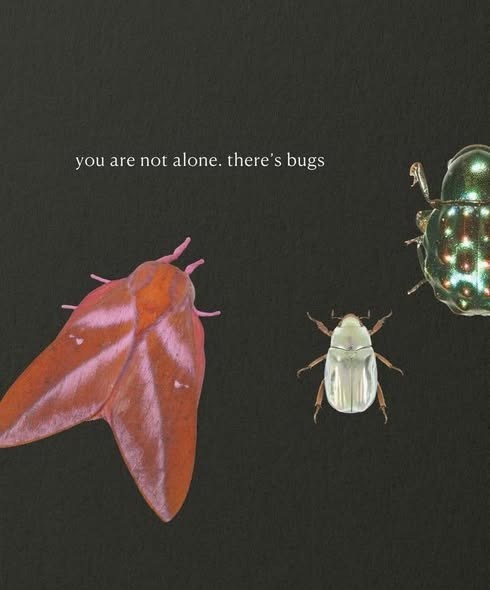 'Six legs, zero chill': 27 insect memes to bug you into a better mood