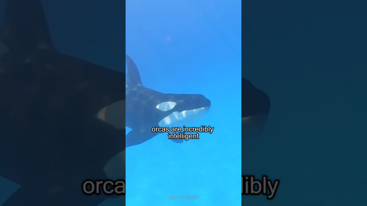Discover the best moves to stay safe from a killer whale