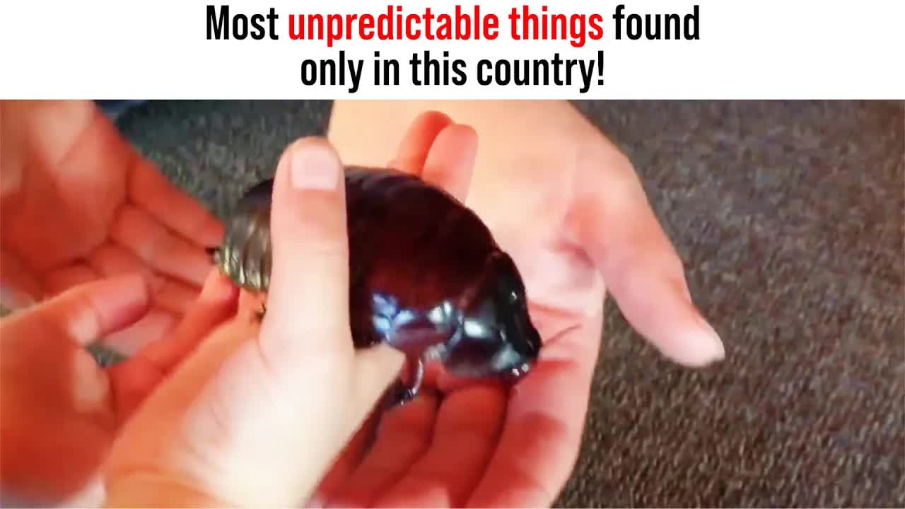 Most unpredictable things found only in this country!