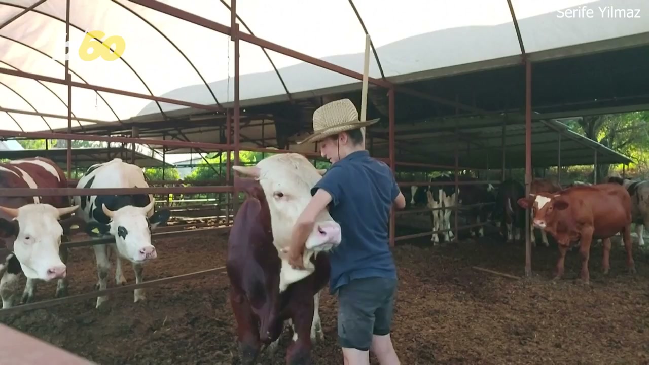 This cow is going viral after posing for a selfie