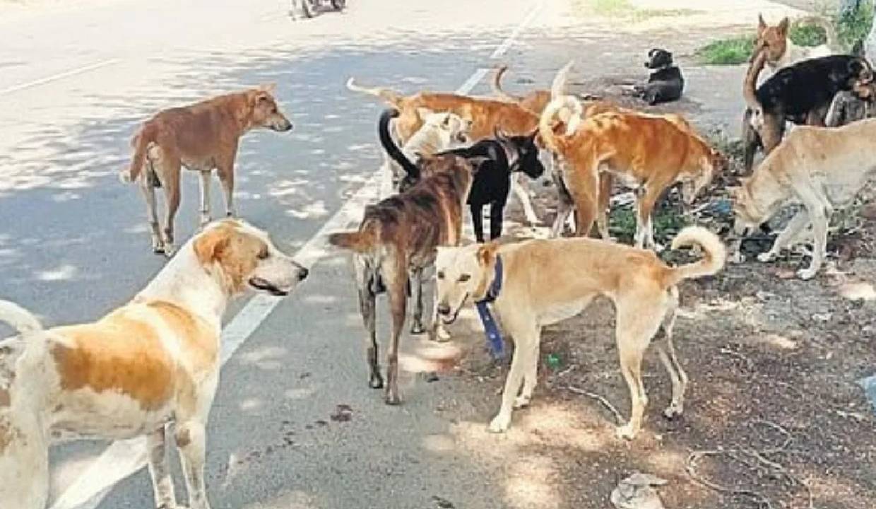 Supreme Court refuses clarification on stray dog euthanasia ruling ...