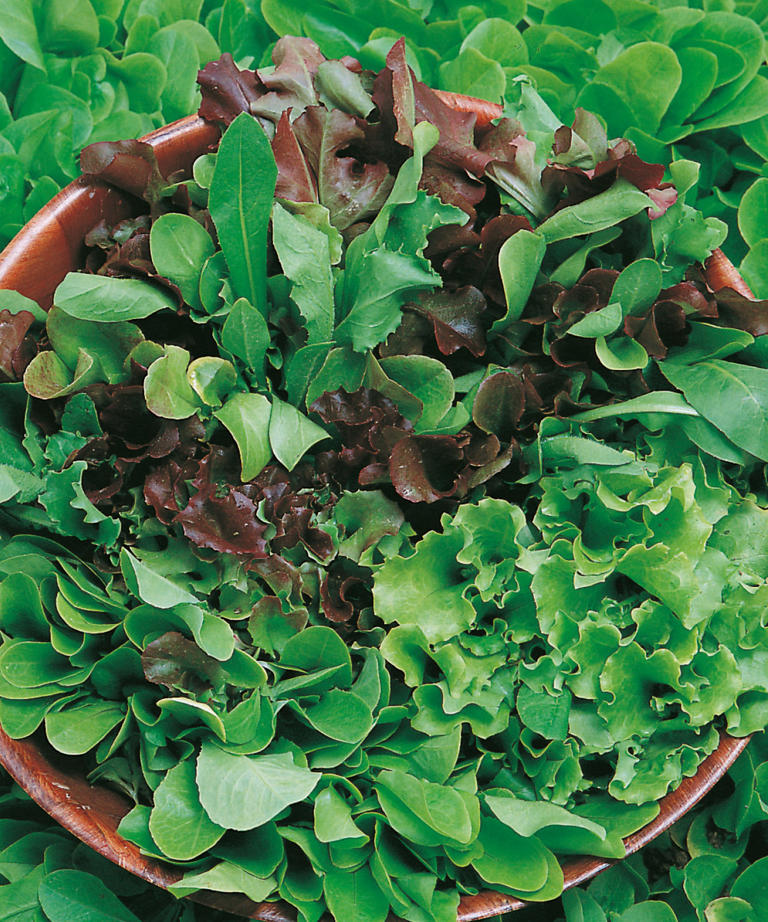How to grow a salad garden in a month – everything you can still sow ...