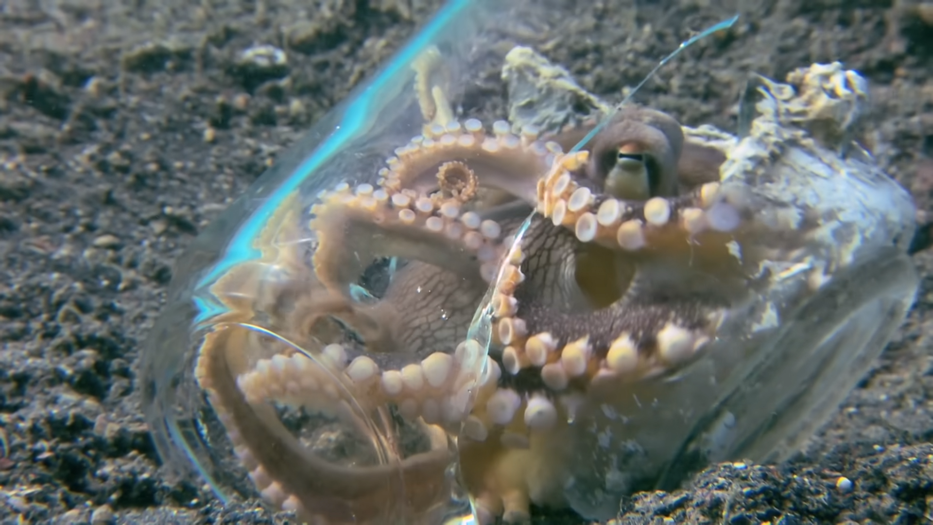 This octopus dies right after becoming a mother... starving while ...