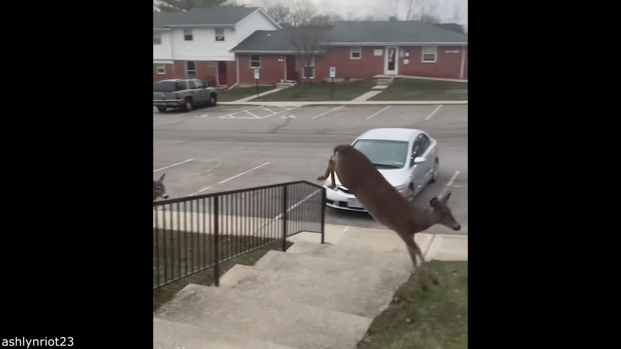 Deer jump was perfectly timed