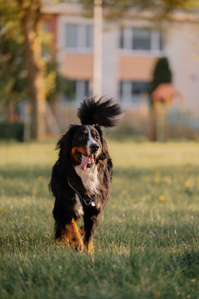 12 dogs with painfully short lifespans, owners say, are never easy to ...