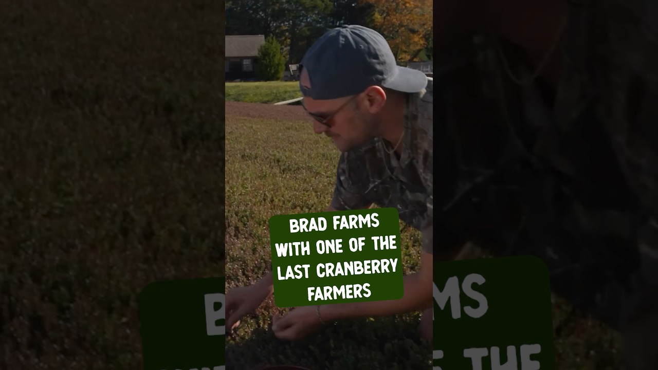 Experience the grueling art of traditional dry cranberry harvesting