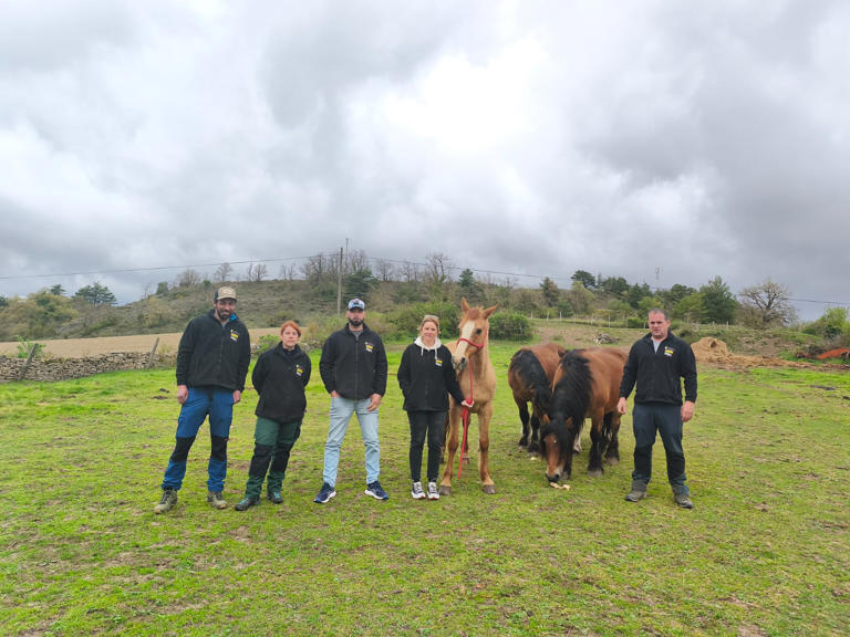 Los lobos están poniendo en riesgo la cabaña equina