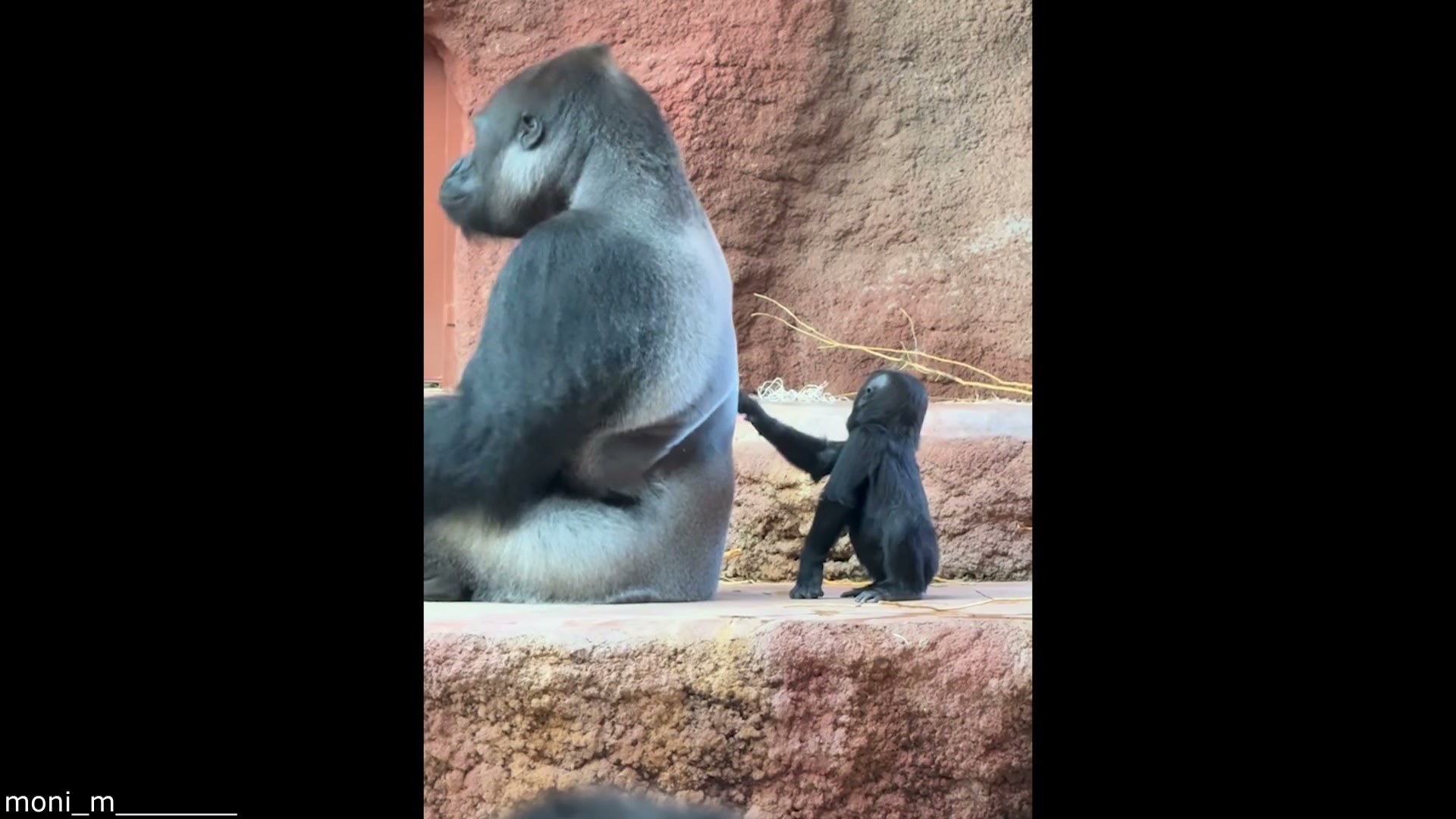 This baby monkey just wants attention