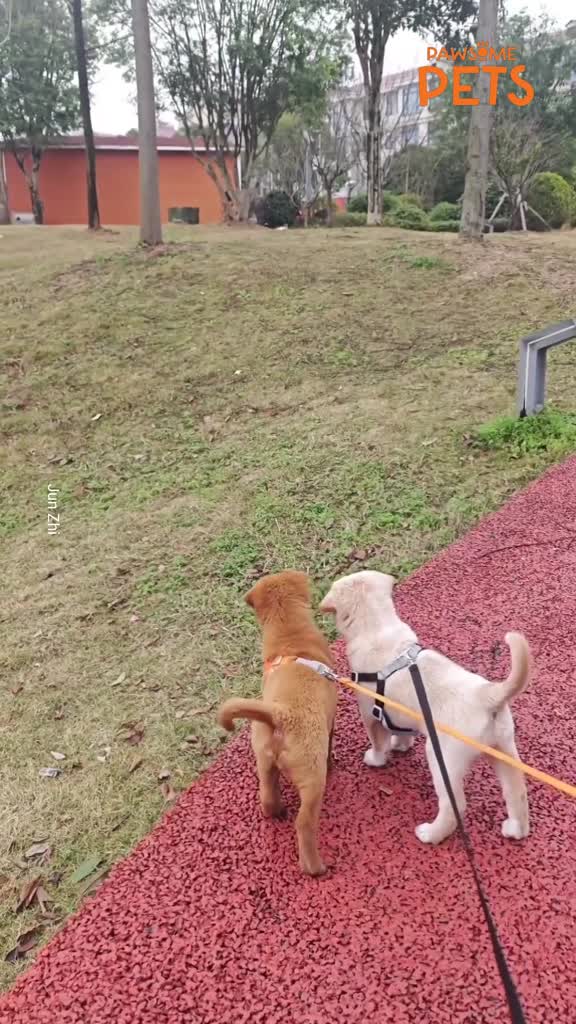 Little puppies meet their giant fully grown counterparts
