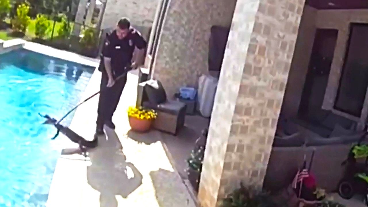 Police wrangle alligator from Texas pool
