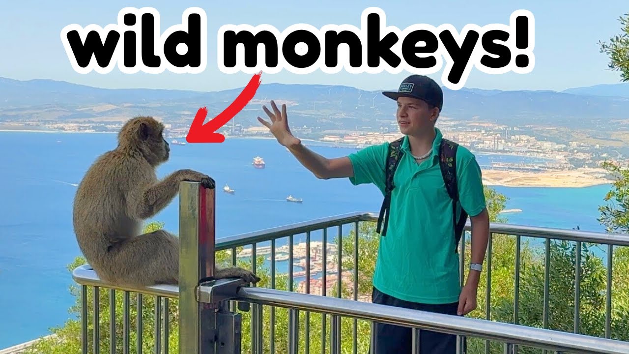 Family Fun Pack had a close encounter with a wild monkey in Gibraltar