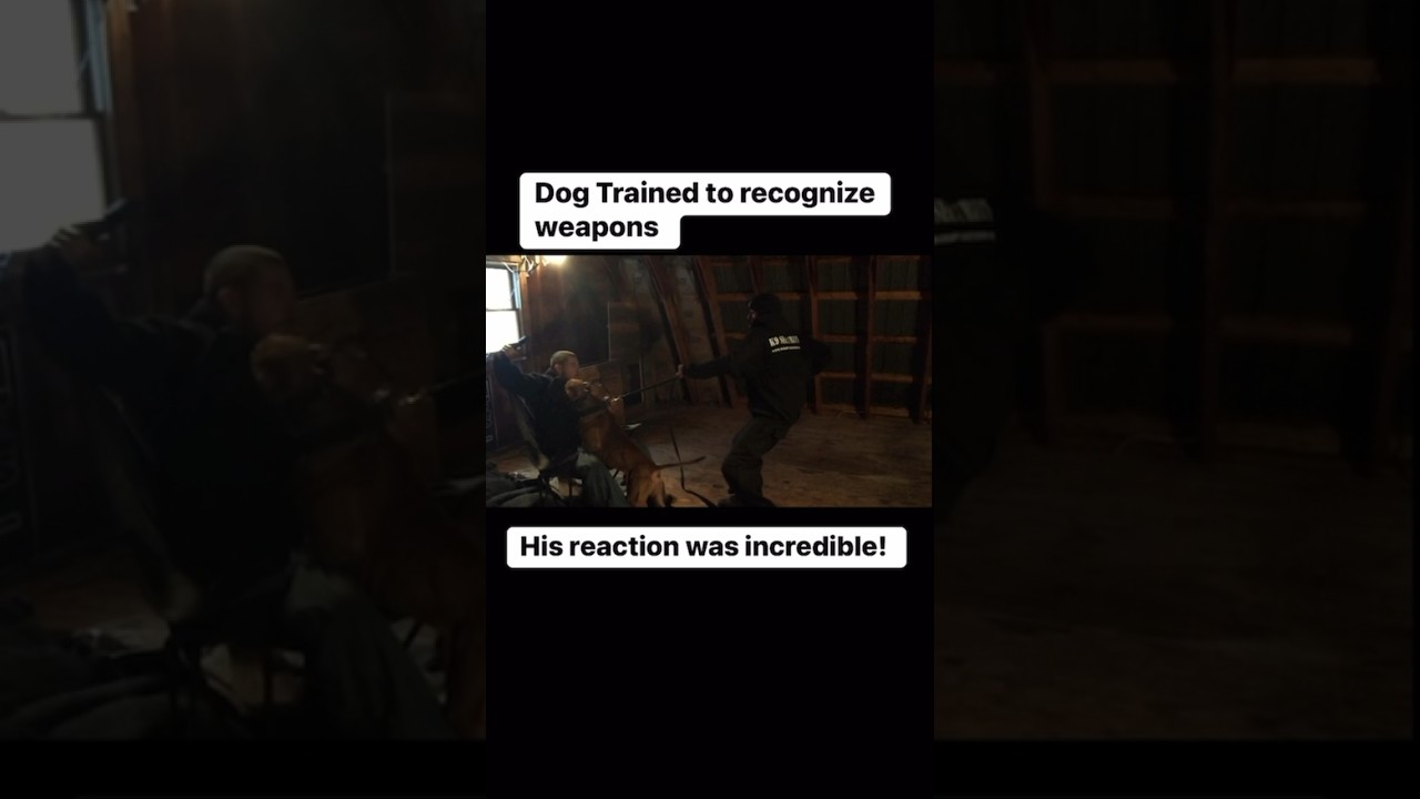 A pitbull instantly reacts to a weapon threat