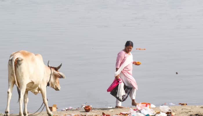 Over 300 cow carcasses found in a dumping yard in Rajasthan’s Jaisalmer