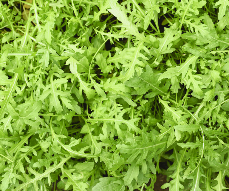 How to grow a salad garden in a month – everything you can still sow ...