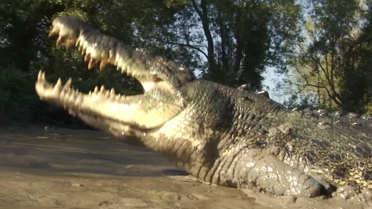 Watch what happens when a 1-ton crocodile grabs prey... the death roll ...