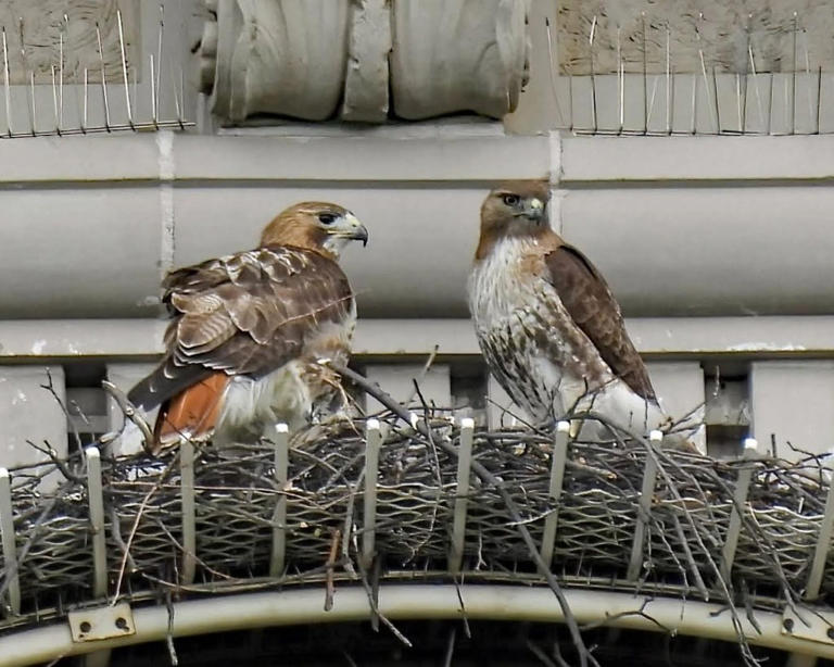 Pale Male’s mate shacks up with boy toy years after iconic NYC hawk’s ...