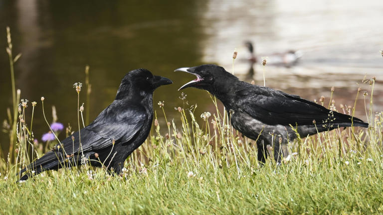 Scientists just found that crows can hold a grudge for years ...