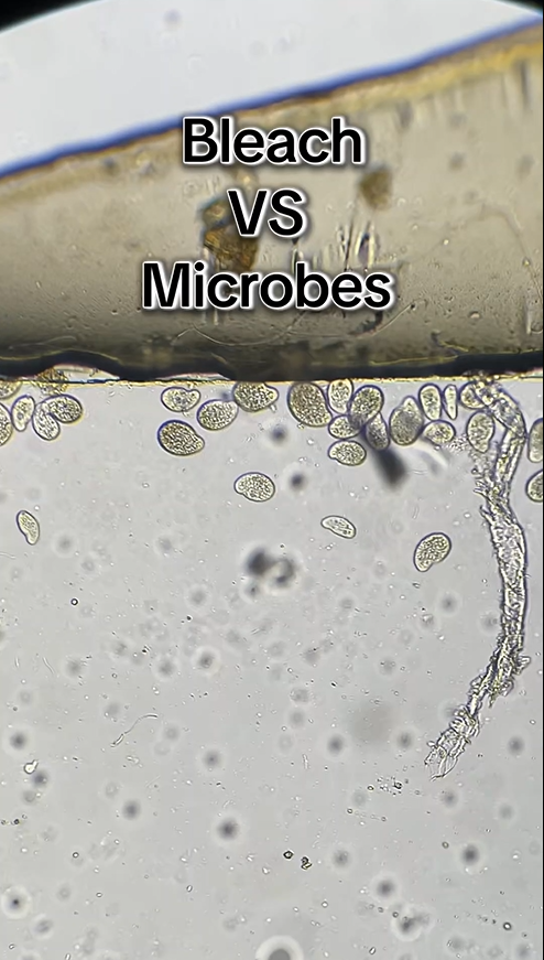 Bleach vs microbes watch the reaction under a microscope