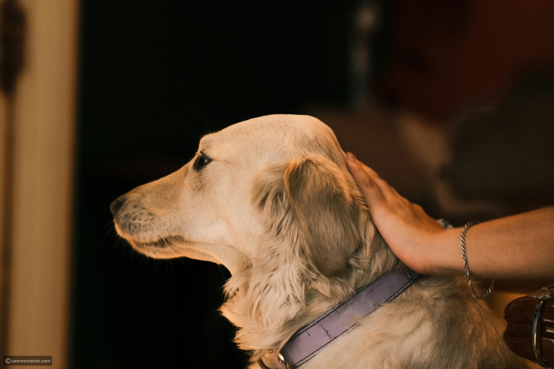 If your dog stares at you without blinking, here’s what it could mean