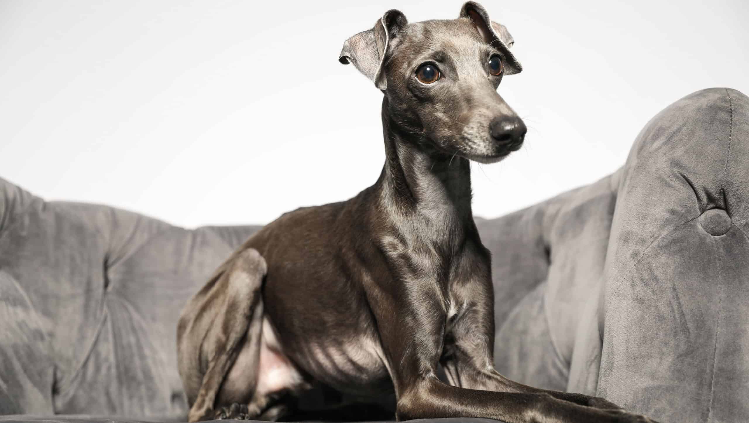 9 best dog breeds for small homes, including the 40 mph couch potato