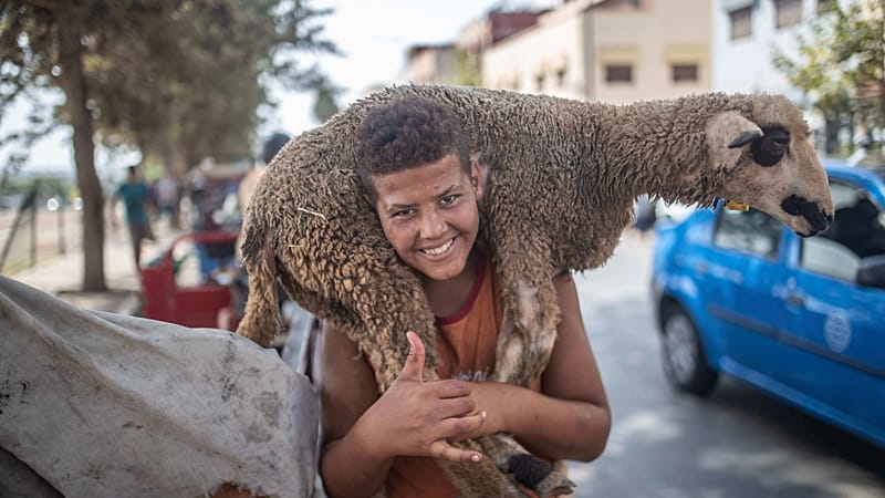 Morocco’s Eid livestock markets return to full strength as herd numbers ...